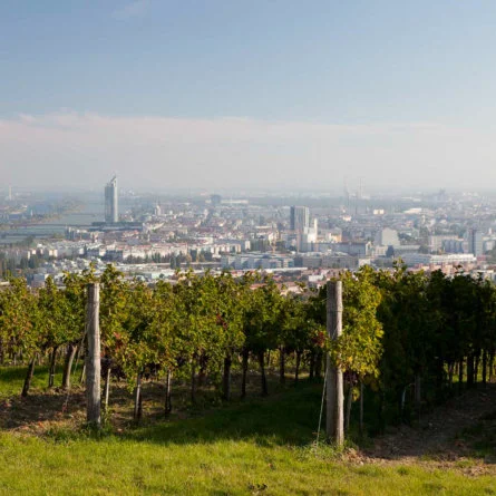 Buschenschank Wieninger am Nußberg Vienna | Vienna | CREME GUIDES
